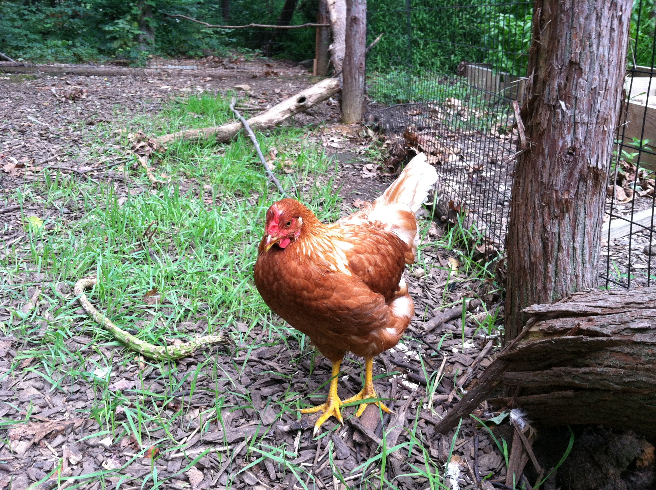 Phoenix, the Backyard Chicken | Megan Houston Sager